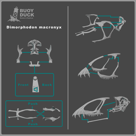 💀 Dimorphodon macronyx skull・ STL File for 3D printing・Cults