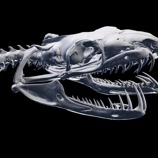 🌳 ANATOMY Tree Boa Snake Skull Skeleton Skeleton BONES HEAD MOUTH TEETH ...