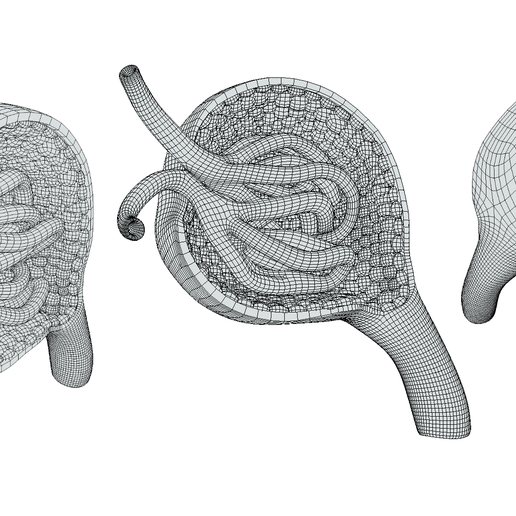 🩻 Anatomía del glomérulo・Archivo 3D para ・Cults