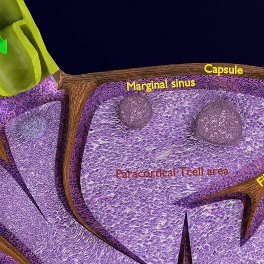 ⚕️ Lymph node Lymphatic system 3D model・ 3D File for 3D printing・Cults