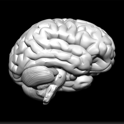 🧠 Brain Model 3D Print Model - Human Brain STL File - Anatomical Study ...