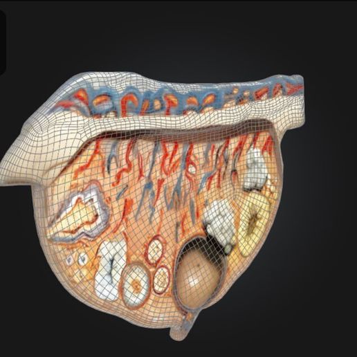 STL file 3D Relief Model of the Ovary 🧪 ・3D printing design to download ...