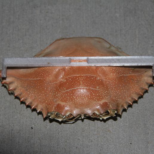 🦀 5.75-Inch Crab Measure Tool – STL File – Fishing Gear – Durable ...