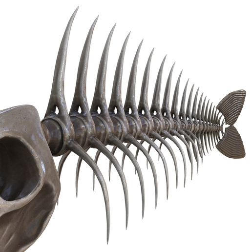 💀 Skeleton FISH ANATOMY CARP WATER RIVER OCEAN SEA FISHING ANIMAL CARP ...