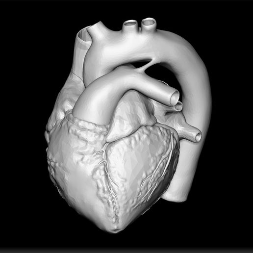 💜 Heart Model - Human Heart STL - Heart Anatomy 3D Print - Anatomical ...