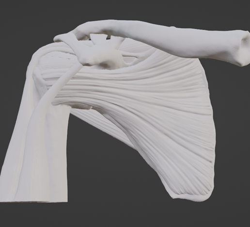 🦴 SHOULDER JOINT WITH MUSCLES AND LIGAMENTS・ STL File for 3D printing・Cults