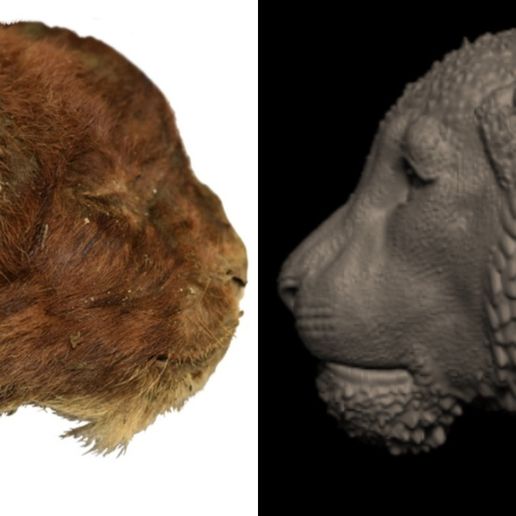 🦁 Homotherium Cub-with base・ 3D File for 3D printing・Cults