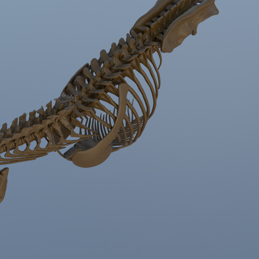 carnotaurus skeleton 3d