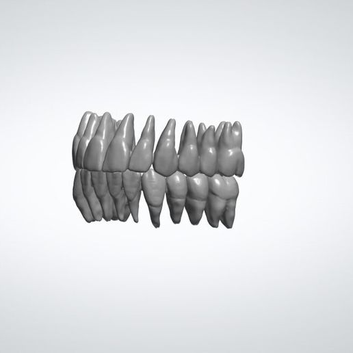 🩻 Dental models Natural teeth typodont teeth upper and lower teeth・ STL ...