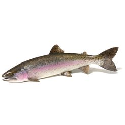 Trout best 3D printer models・593 designs to download・Cults