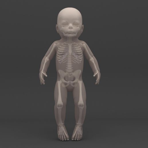 👶 Infant 3D Model (Baby and Full Skeleton)・ 3D File for 3D printing・Cults