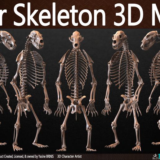 🐻 Bear Skeleton 3D Model・ 3D File for 3D printing・Cults