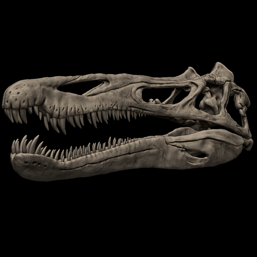 💀 Suchomimus Skull・ STL File for 3D printing・Cults