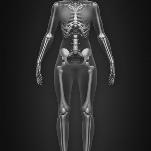 💀 Highly Detailed Human Skeleton (Female)・Archivo 3D para Impresión 3D ...