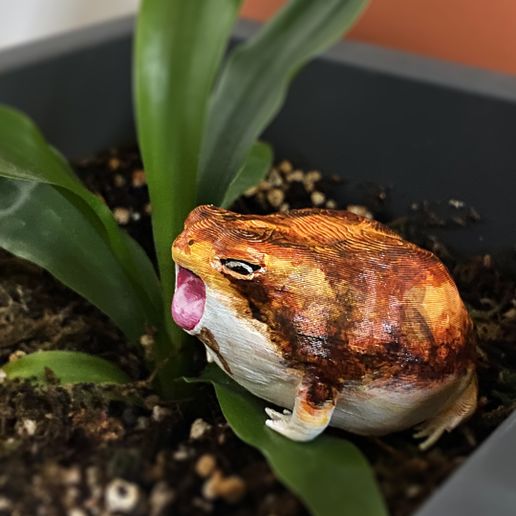 🏜️ Desert Rain Frog ( 3 Pose Bundle )・ STL File for 3D printing・Cults