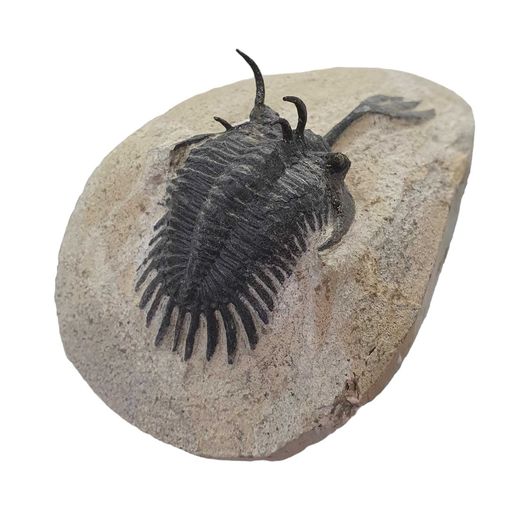 🎒 Spiny trilobites・Free STL File for 3D printing・Cults