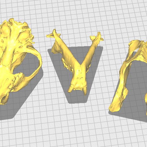 Free STL file clouded leopard skull 🐆 ・3D printing design to download・Cults