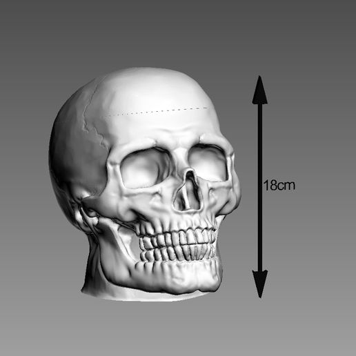 💀 skull container, skull head container,human skull, container, Perfect ...