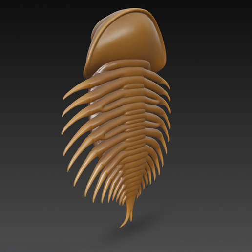 🐉 Trilobite Fossil 50k polygons・Free 3D File for 3D printing・Cults