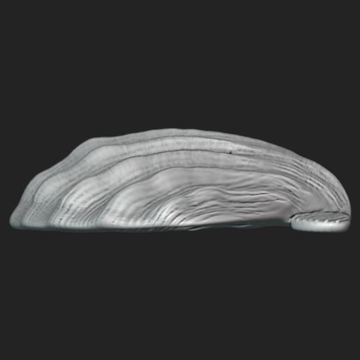 🐾 Giant Lion’s Paw Shell - 3D Printable Seashell Model・ 3D File for 3D ...