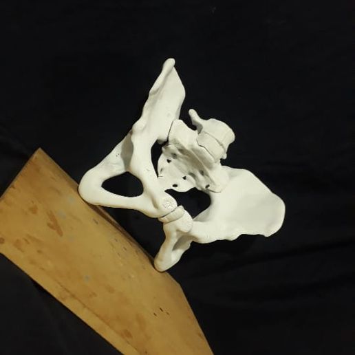♀️ Articulated Female Pelvis with Coccyx, L5 Vertebrae and L5-S1 ...