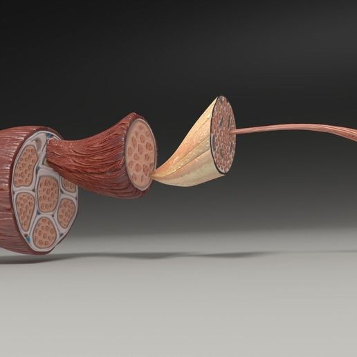Muscle cross section 3D model・ 3D File for 3D printing・Cults
