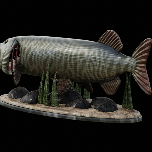 🐠 fish pike muskellunge muskie / Esox masquinongy statue underwater ...
