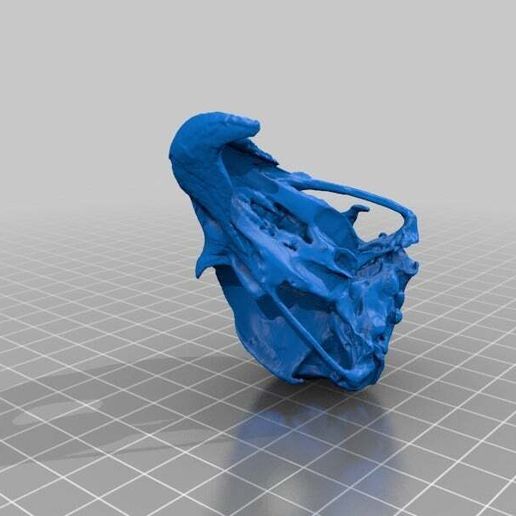 Free STL file Skull of an Osprey (Pandion haliaetus) 💀 ・3D printable ...