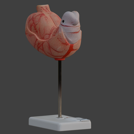 🩻 3D Human Stomach Anatomy Model・ STL File for 3D printing・Cults