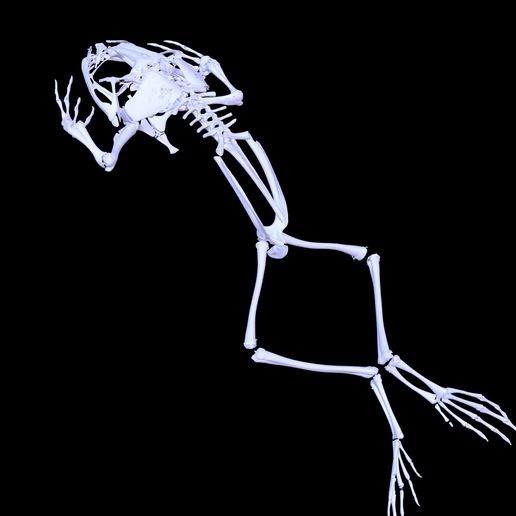 STL file Gopher Frog Skeleton TOAD AMPHIBIAN TADPOLE ANIMAL ANATOMY 3D ...