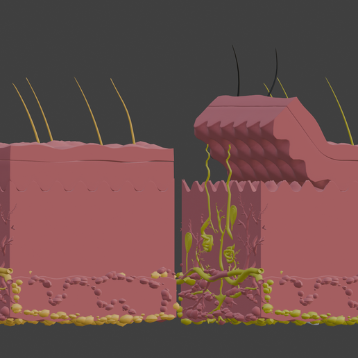 🩻 3D Model of Skin Anatomy・ STL File for 3D printing・Cults