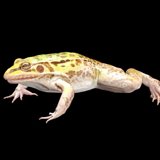 🐸 FROG AMPHIBIAN FROG Marsh Frog Kawamurai FOSSIL ANATOMY GUTS ...