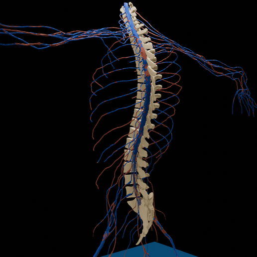 🎒 Central Nervous System 3D Model | Full Human Nerve & Spine Anatomy ...