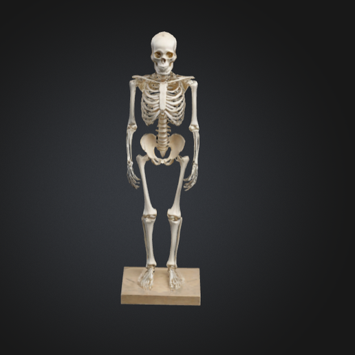 💀 Human skeleton ultra realistic・ STL File for 3D printing・Cults