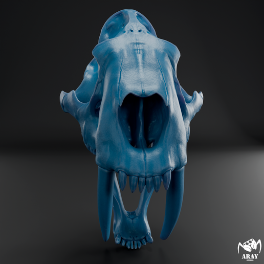 💀 Smilodon populator - sabertooth skull 3D print model・ 3D File for 3D ...