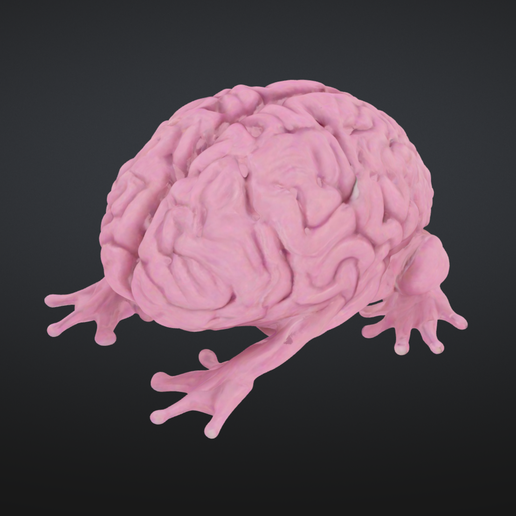 STL file brain frog 🧠 ・Template to download and 3D print・Cults