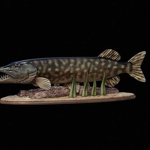 🐠 fish NORTHERN PIKE (ESOX LUCIUS) in motion 2 natural base detailed ...