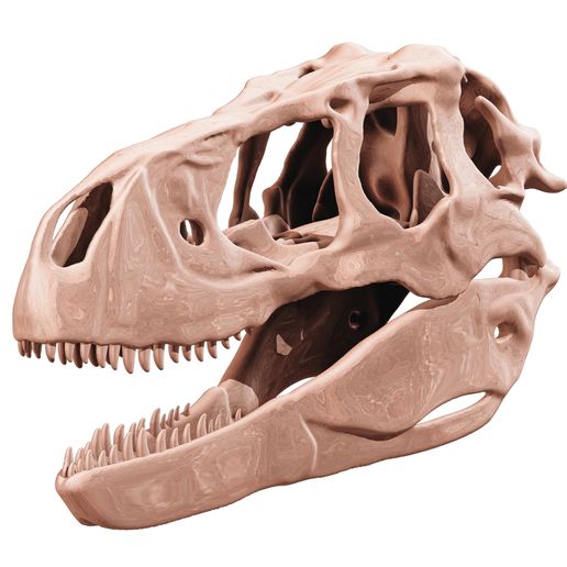 STL file Appalachiosaurus skull 💀 (OBJ)・Model to download and 3D print ...