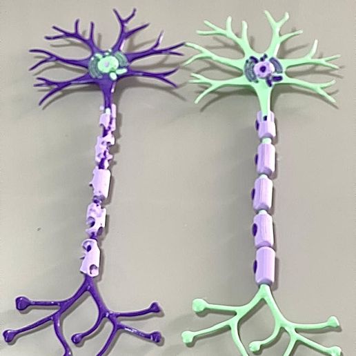 💊 Multipolar Neuron with myelin model・ STL File for 3D printing・Cults
