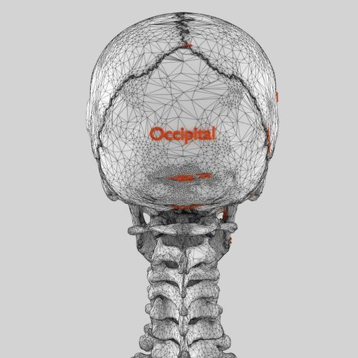 💀 Human skeleton set complete separable labelled bone names parts 3D ...