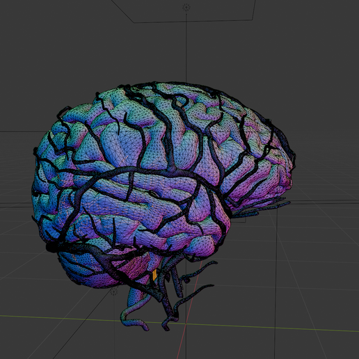 🧠 Detailed Human Brain 3D Model Fully Textured・ STL File for 3D ...