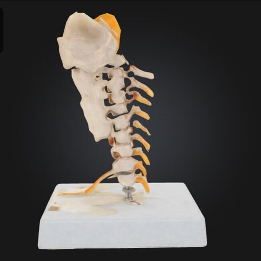 STL file 3D Model of Cervical Vertebral Column 🧪 ・Model to download and ...