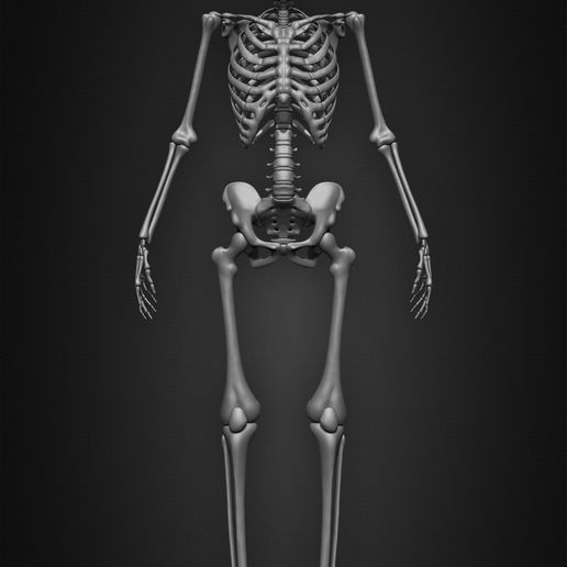 💀 Highly Detailed Human Skeleton (Female)・Archivo 3D para Impresión 3D ...