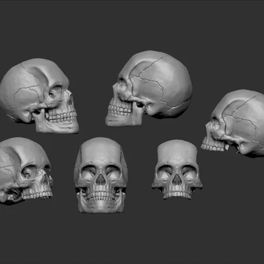 💀 Skull 3D wall Mounts・Free STL File for 3D printing・Cults