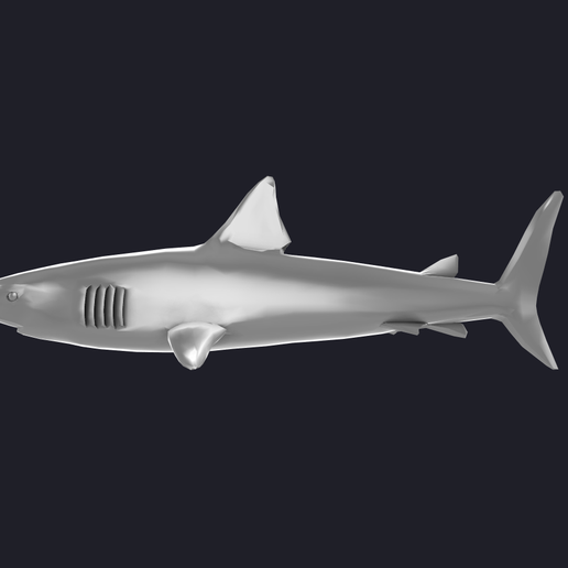 🦈 Shark 3D MODEL・ 3D File for 3D printing・Cults