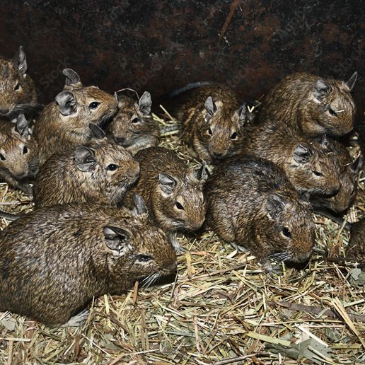 🐀 Lots of Rats・Free 3D File for 3D printing・Cults