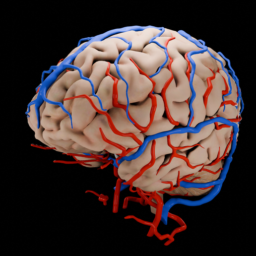 🧠 Detailed Human Brain 3D Model Fully Textured・ STL File for 3D ...