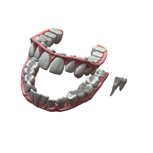 👑 Human teeth・ STL File for 3D printing・Cults