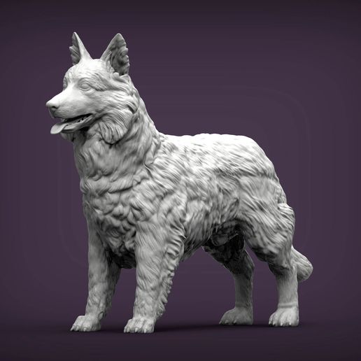 🗿 Border Collie 3D print model・ 3D File for ・Cults