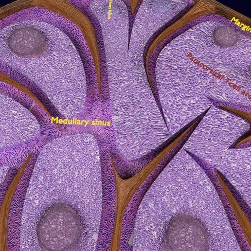 ⚕️ Lymph node Lymphatic system 3D model・ 3D File for 3D printing・Cults